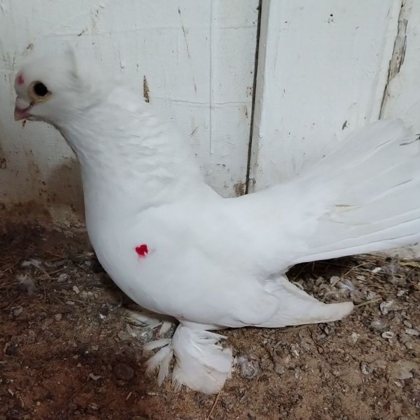 Купля продажа голубей