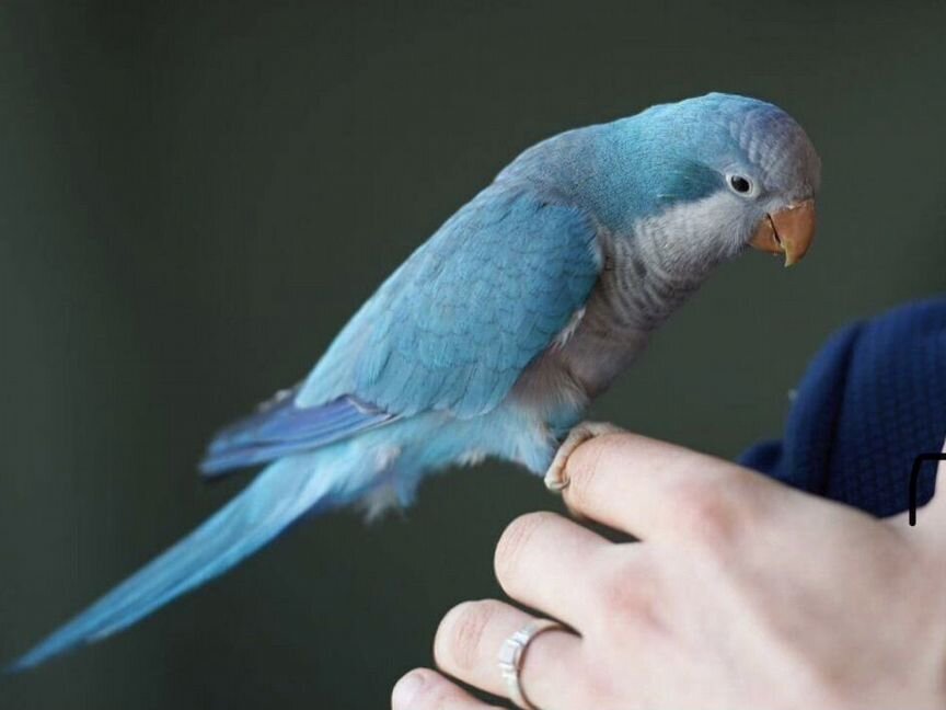 Попугай калита монах квакер синий