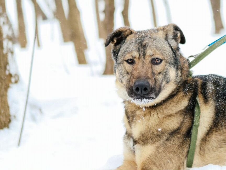 Осторожный пёс Тедди из приюта надеется найти дом