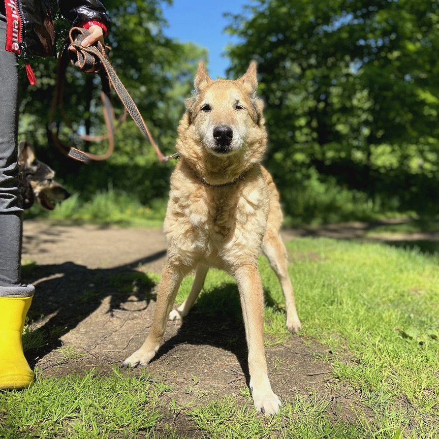 Спокойному Мильпопсу нужен дом