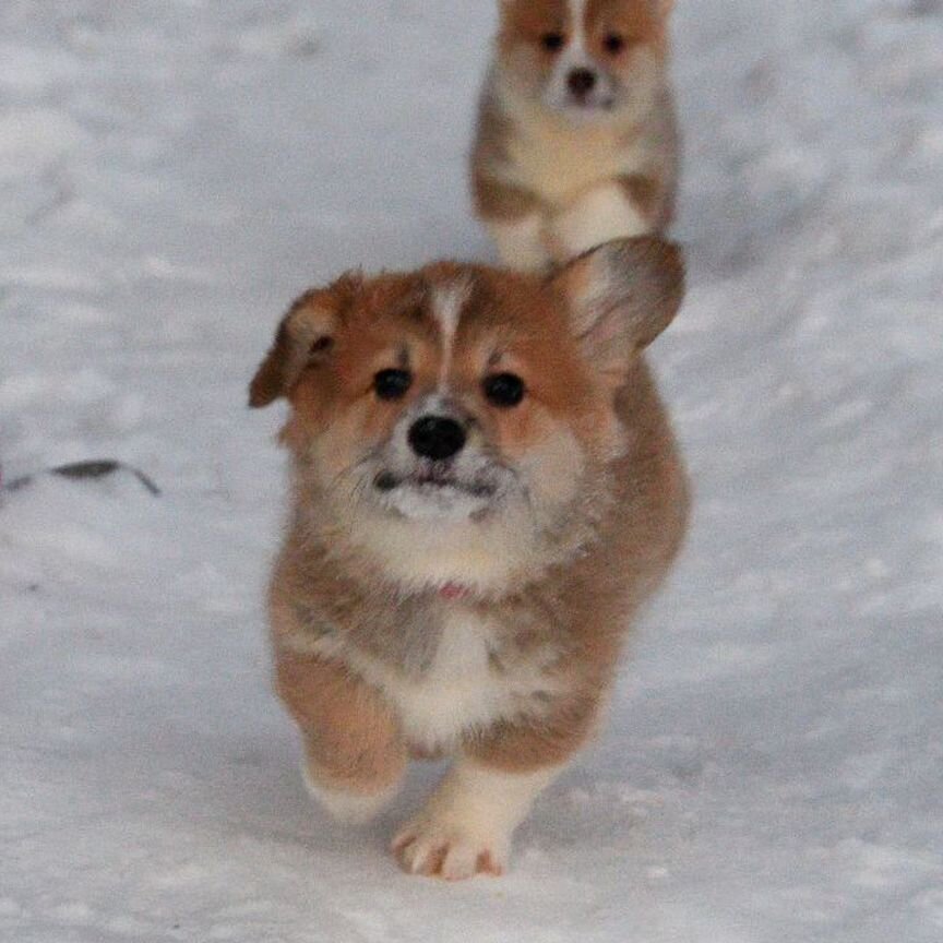 Вельш Корги Пемброк, щенок