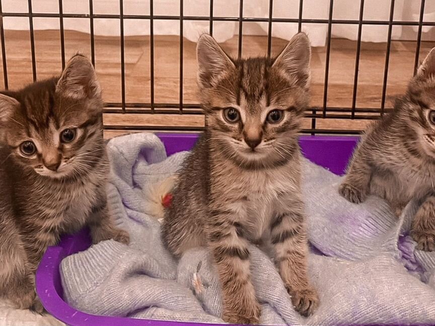 Серые полосатые котята ищут дом
