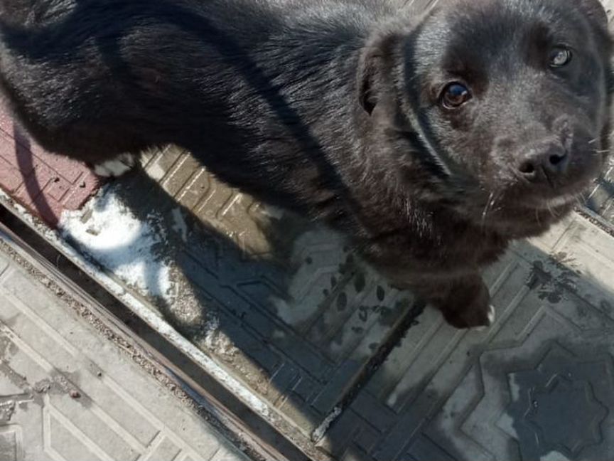 Собаки бесплатно в добрые руки щенки