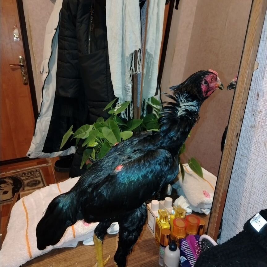 Бойцовый петух