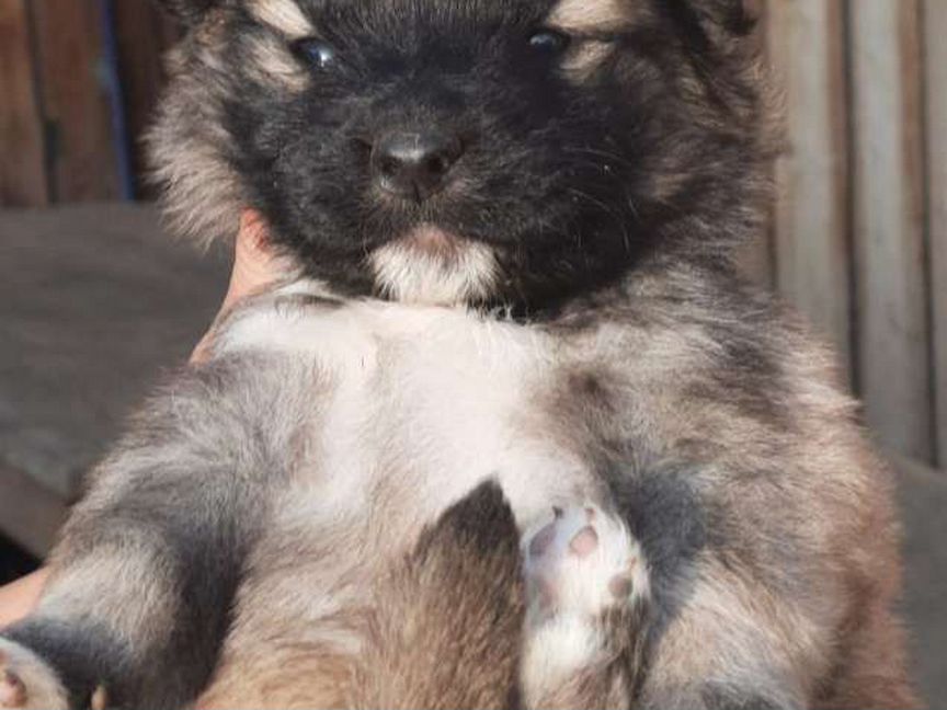 Щенки, от Американской Акиты, бесплатно