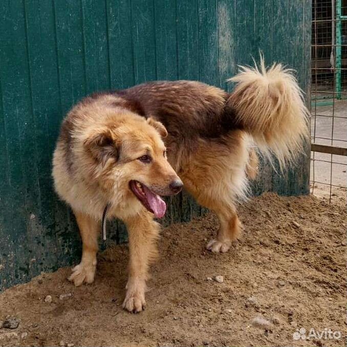 Собака Рэкс