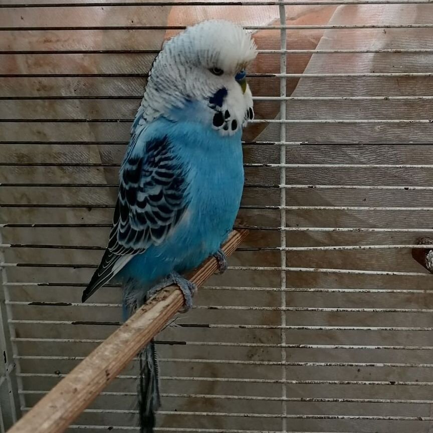 Попугаи ввп чехи