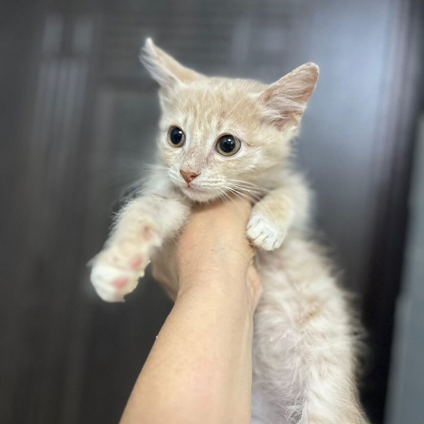 Котенок персиковый малыш