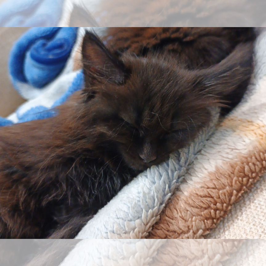 Мейн-кун котёнок