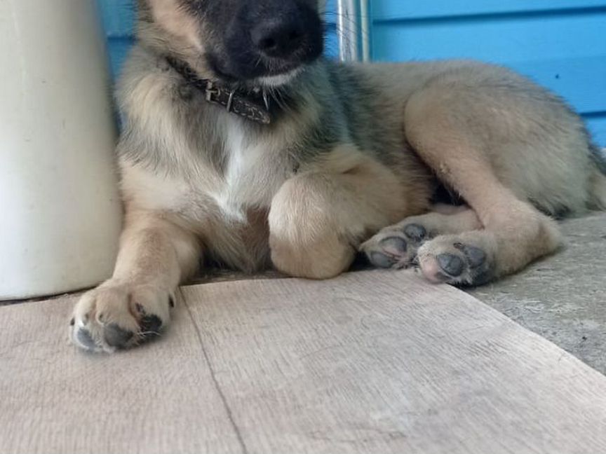 Собака в добрые руки