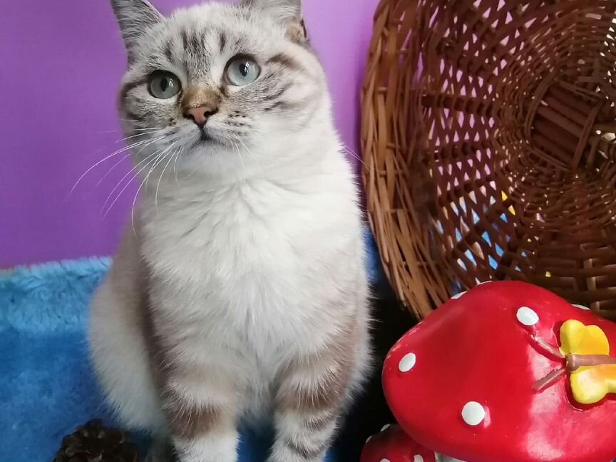 Линкс пойнт голубоглазки шикарные