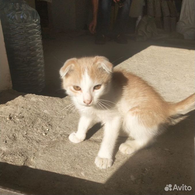 Котенок Кузя бесплатно