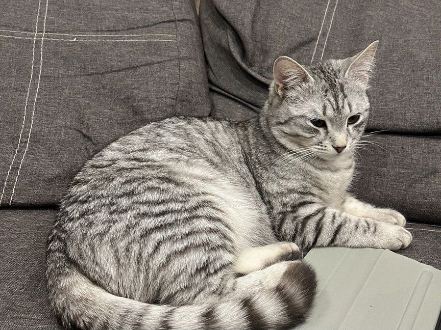 Кот в добрые руки