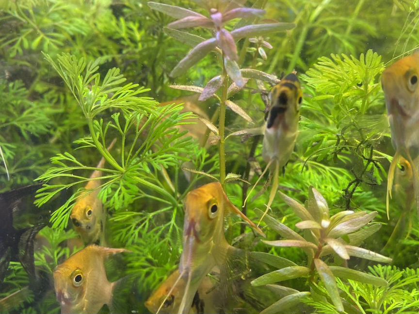 Аквариум 80 и 100 литров