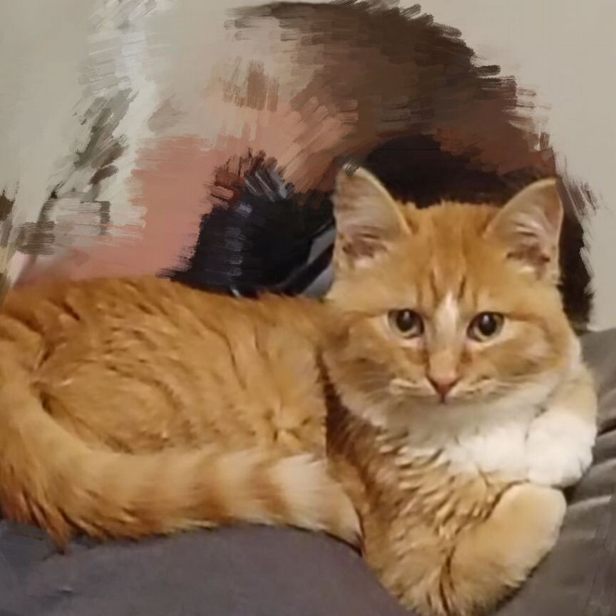 Рыжий котенок