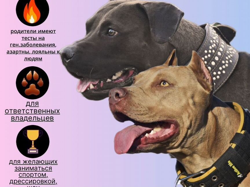 Щенки питбуля. Раннее бронирование