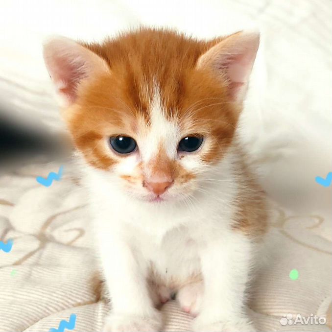 Кот красавчик Персик