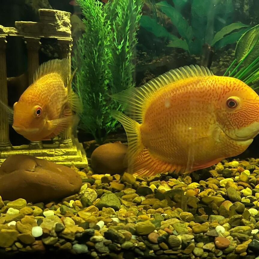 Северумы пара