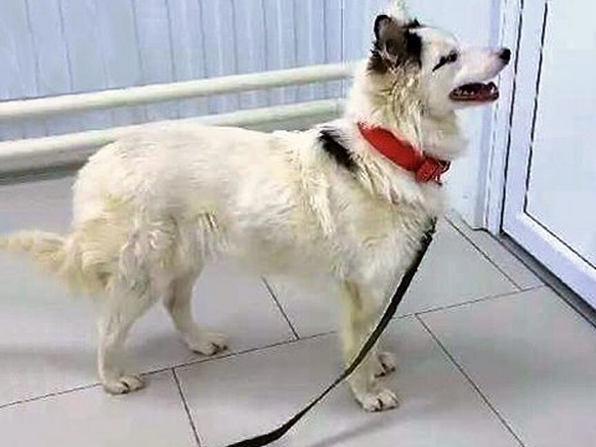 Белый медведь Самсон, изумительный домашний пес