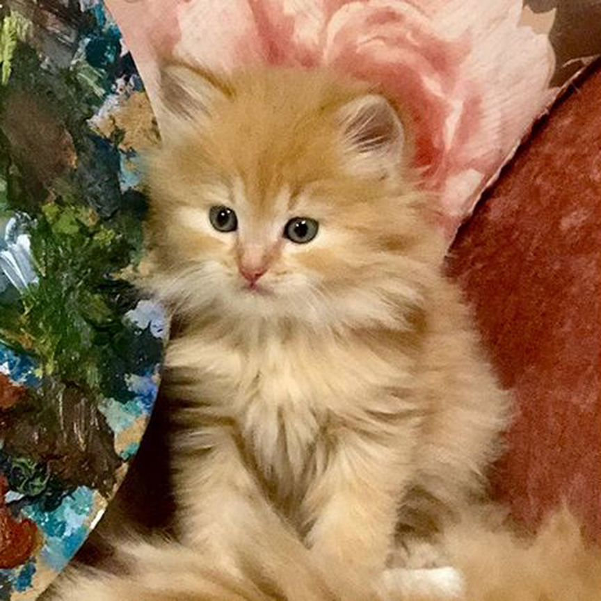 Сибирские котята с родословной