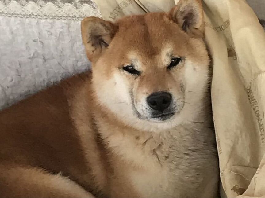 Кобель для вязки сиба ину