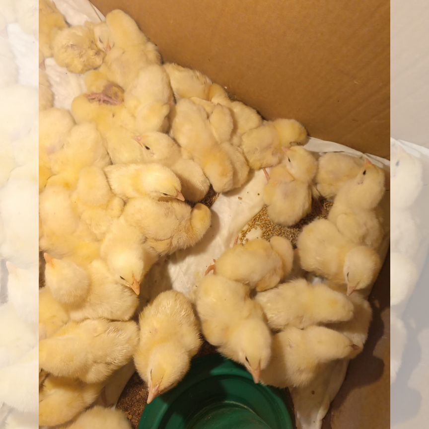 Цыплята бройлеры росс 308