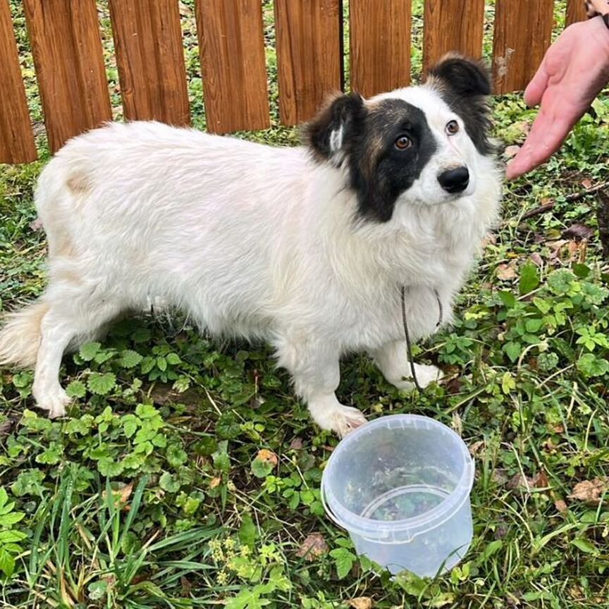 Щенок в добрые руки