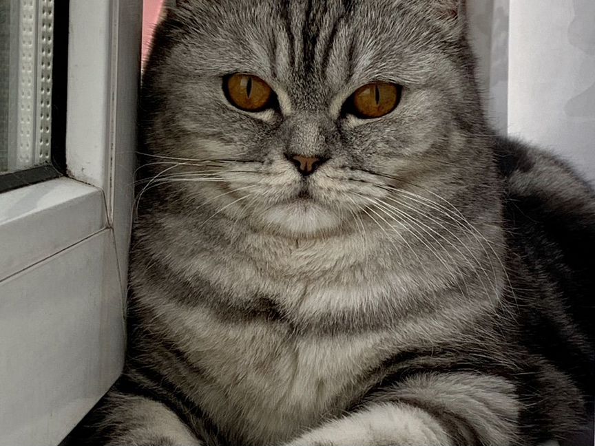 Кошка британская в добрые руки