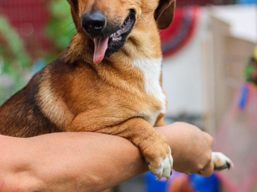 Чарли- метис таксы