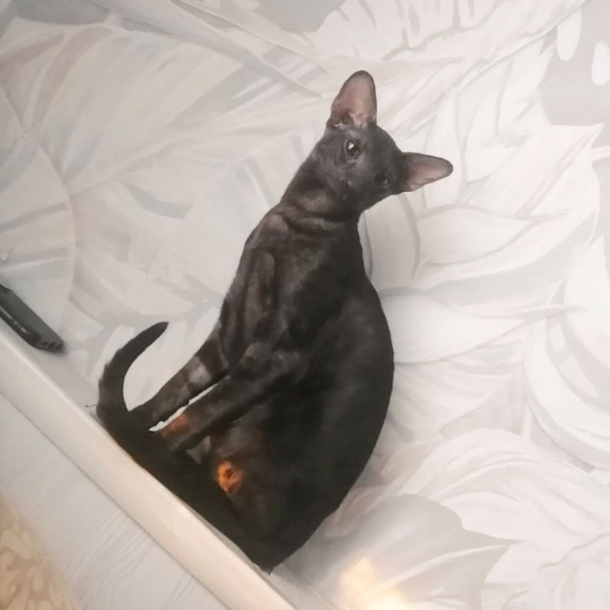 Ориентальный котик