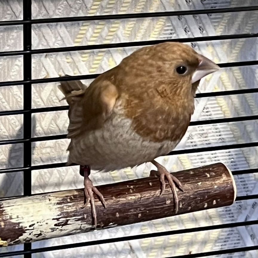 Японские амадины