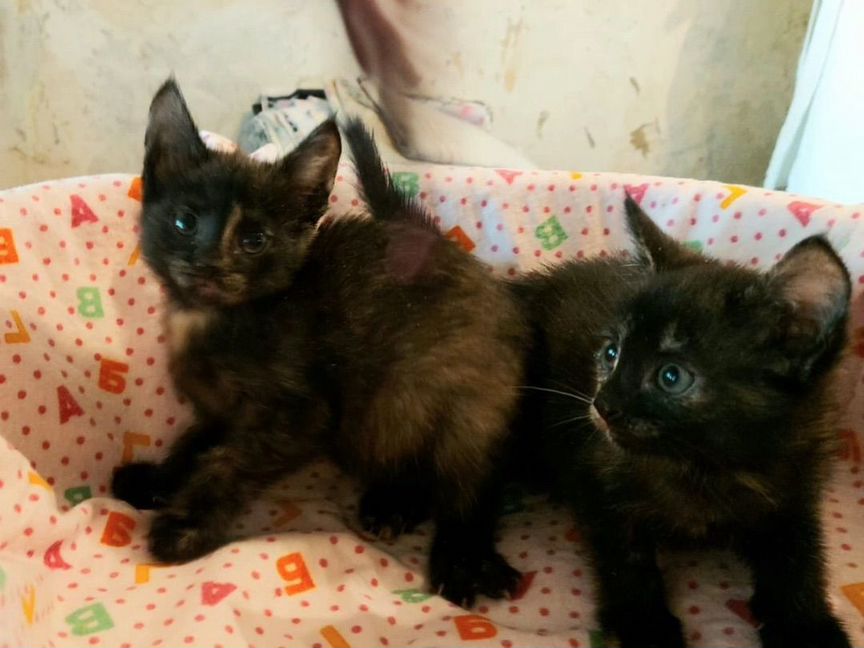 Котята ищут дом