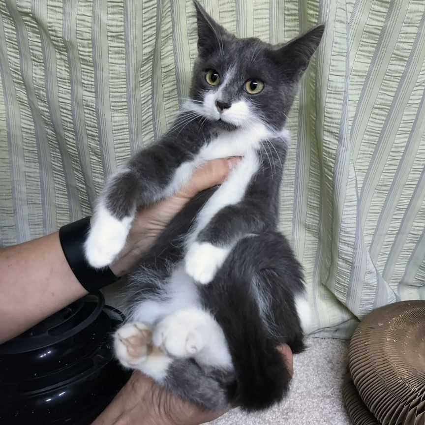 Котенок Васька