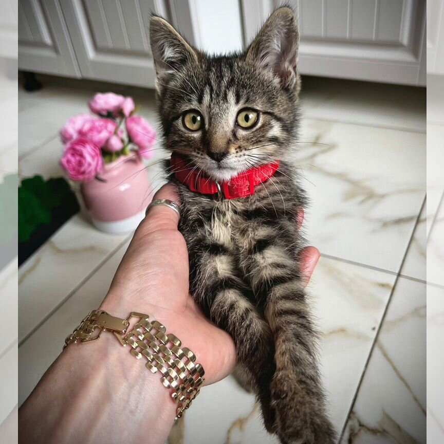 Нежный котенок в добрые руки
