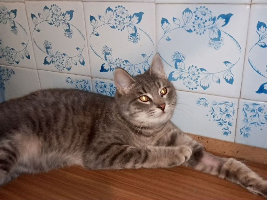 Котик, подросток, ответственным людям