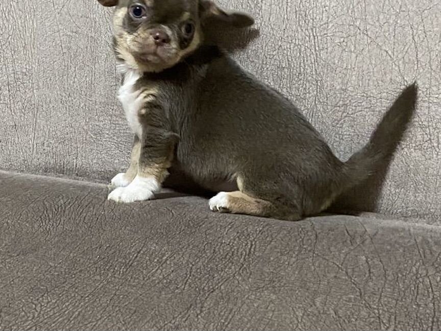 Девочка лиловая с подпалом