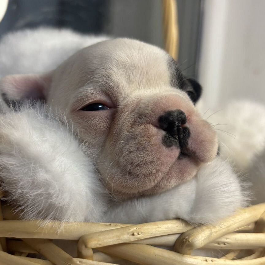 Французский бульдог, щенок