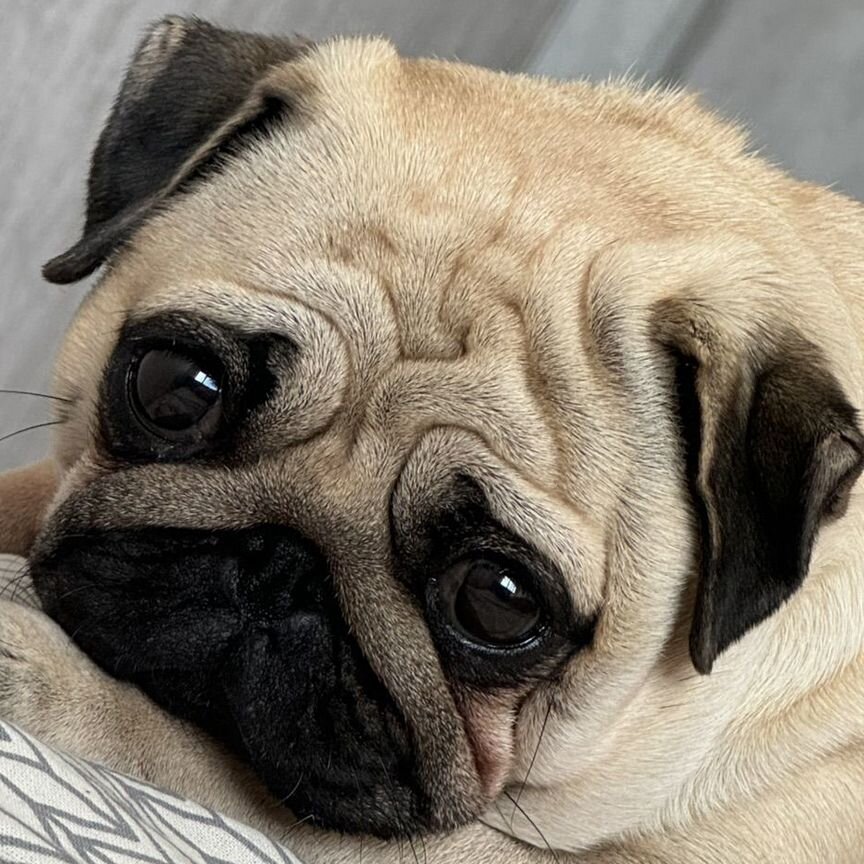 Мопс, взрослая собака