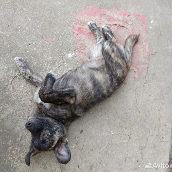 Лучшие друзья