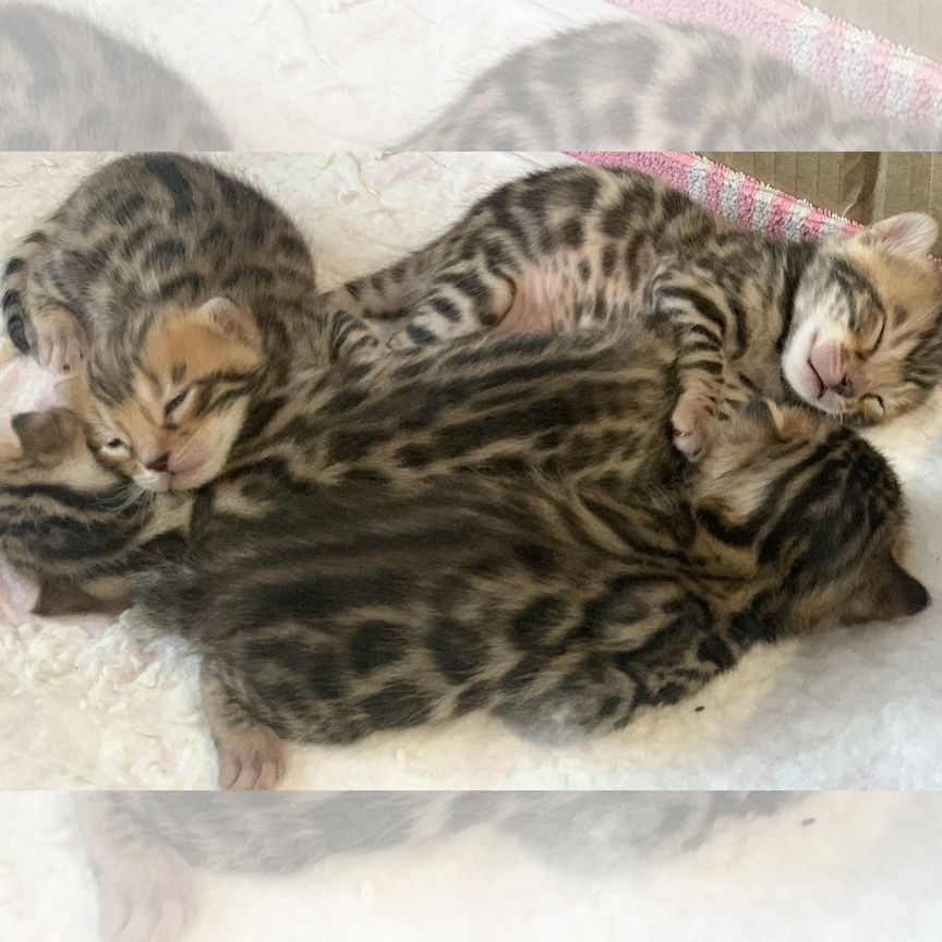 Бенгальские котята