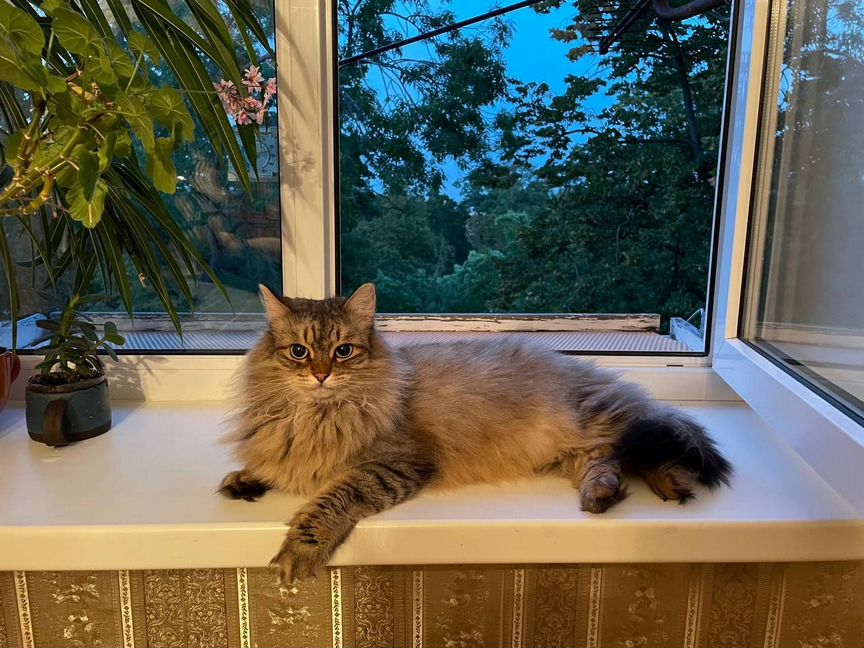 Кот Лосось и кот Кузя в хорошие руки