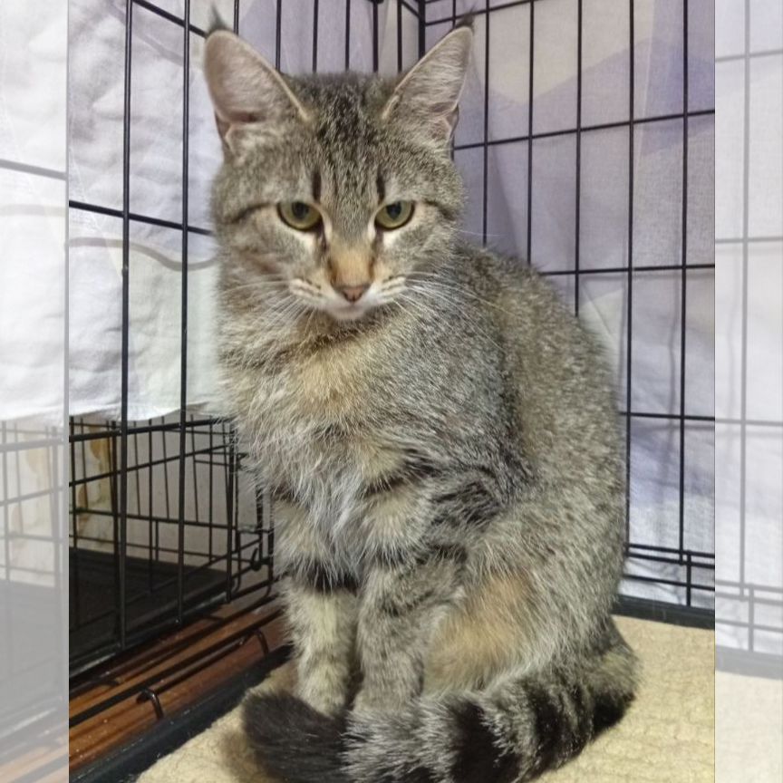 Европейская короткошёрстная, взрослая кошка