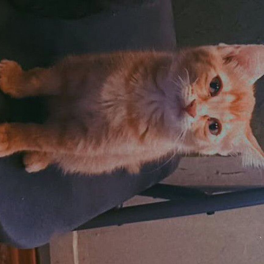 Котята в добрые руки бесплатно
