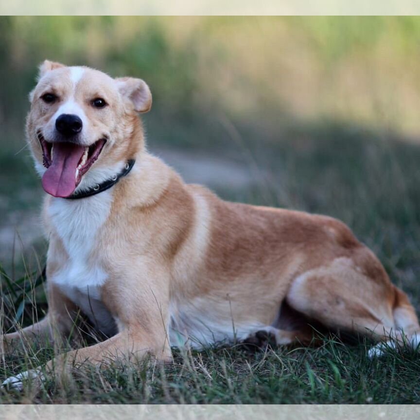 Обаятельный мистер Фокс