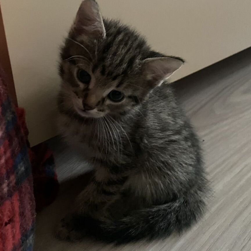 Кошечка