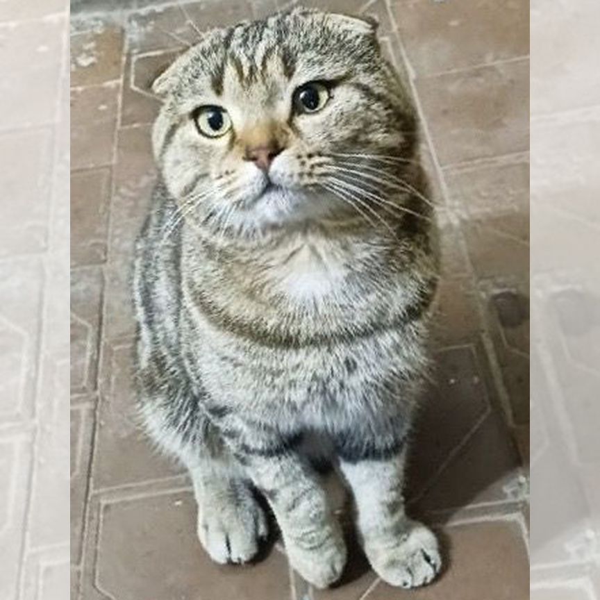 Котёнок от частного владельца