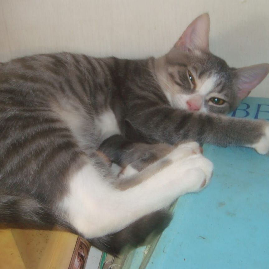 Котейко