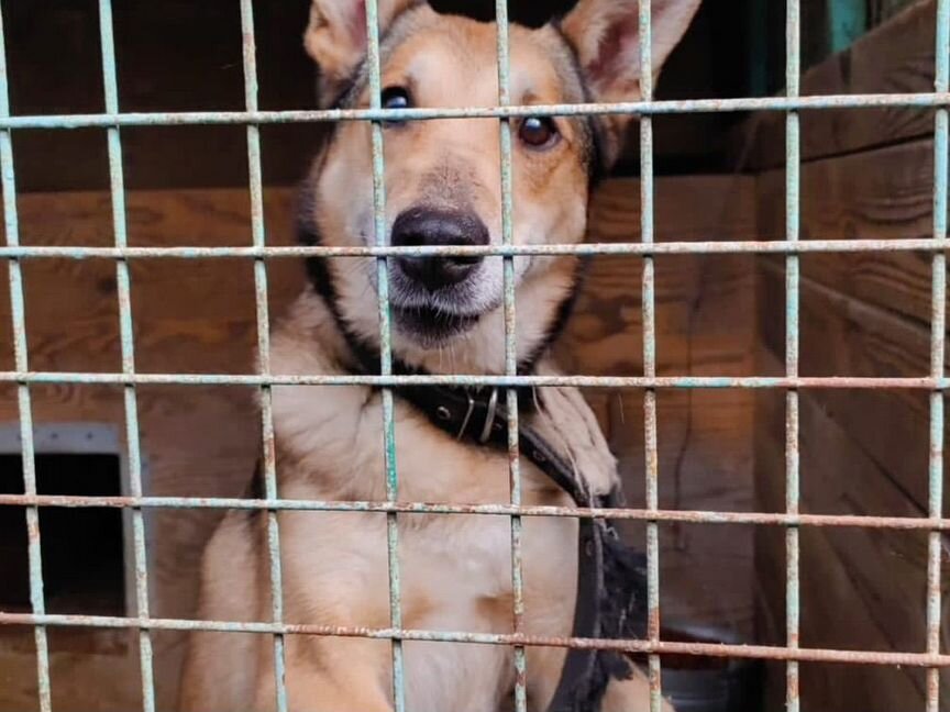 Собака ищет дом, Хьюго