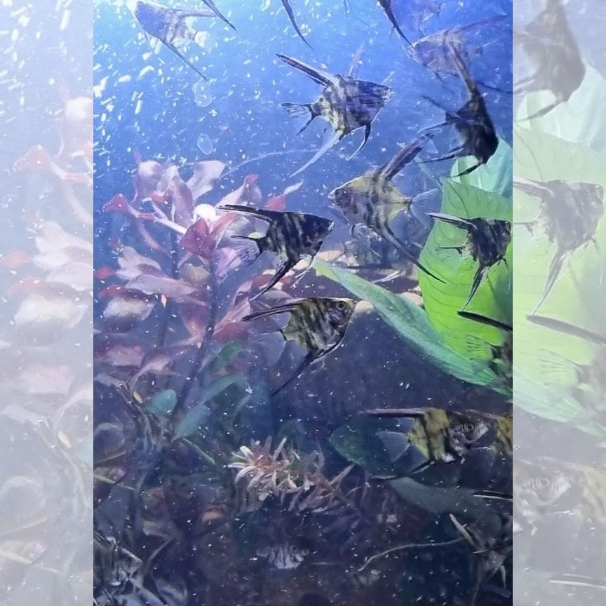 Аквариумные рыбки