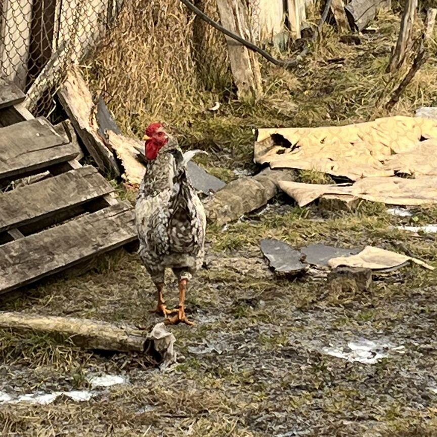 Курица, утка